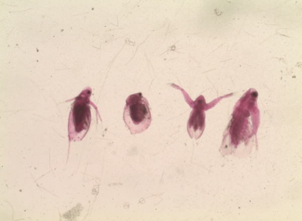 Zooplankton ID Guide Project | Center for Watershed Sciences